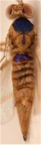 Factsheet - Chrysonotomyia