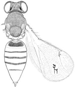Factsheet - Chrysonotomyia