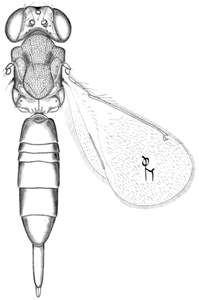 Factsheet - Chrysonotomyia