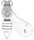Factsheet - Chrysonotomyia