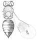 Factsheet - Chrysonotomyia